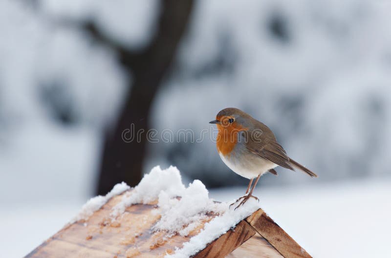 Pose de Robin photo stock. Image du liberté, libre, irlande - 30560504