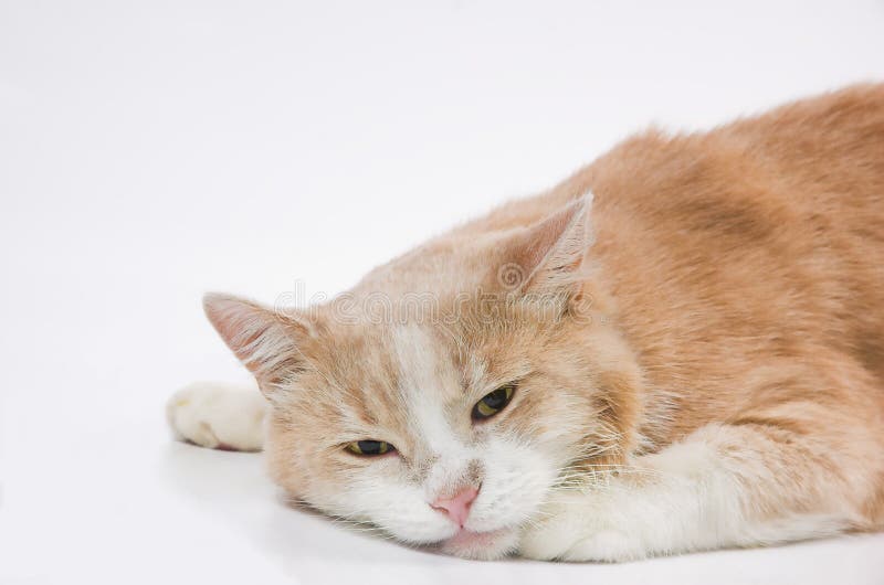 Chat triste allongé image stock. Image of yeux, fond, cheveu - 3096093