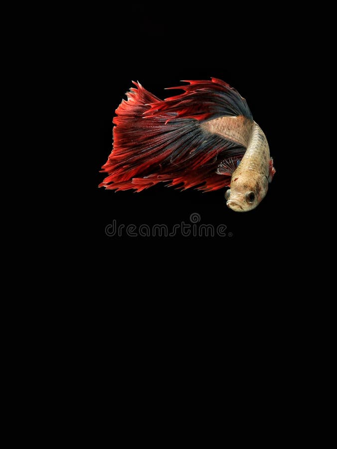 Pose stock photo. Image of pose, fish, halfmoon, close - 136469088