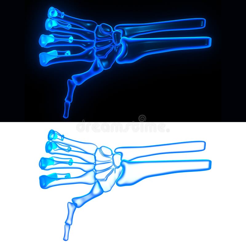 Pose hand bone stock illustration. Illustration of ghost - 52564409