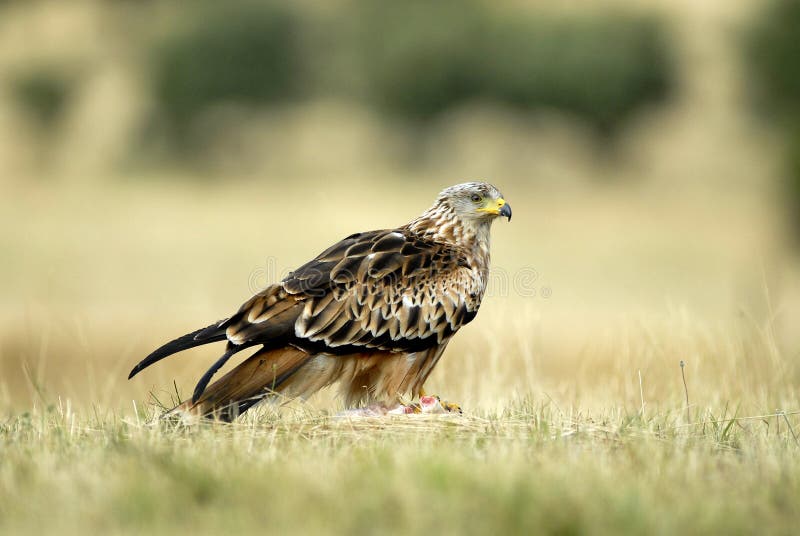 Pose a rapacious Kite stock image. Image of animal, eagles - 21596555