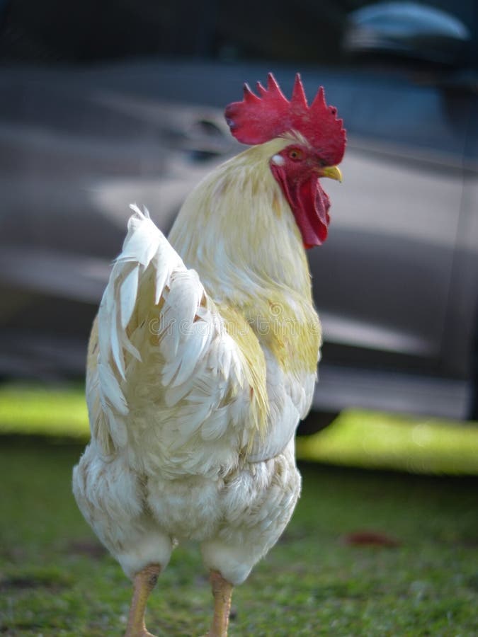 Pose of a rooster stock image. Image of rooster, fowl - 263709977