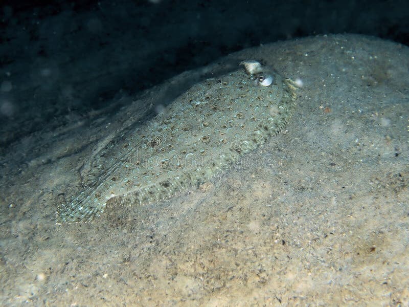 Pose Second Beautiful Pipe Fish Stock Photo - Image of wildlife, second ...