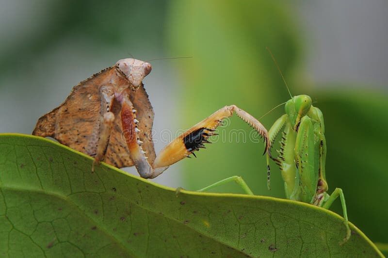 Pose stock image. Image of light, macro, friend, nikon - 88921277