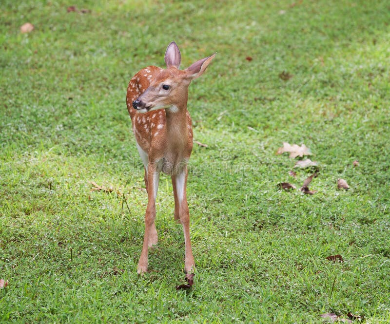 The Pose stock image. Image of fawn, whitetail, animal - 40737487