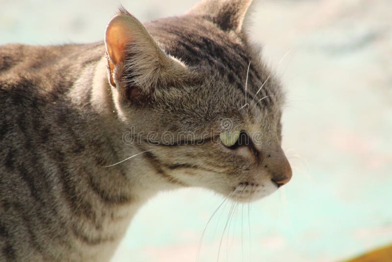 Pose of Wild Cat in Frame with One Shot Click Stock Image - Image of ...