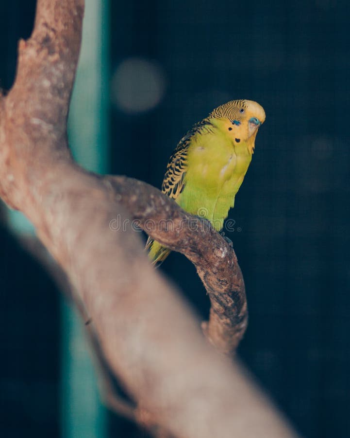Posed Parakeets and Roosts on Tree Branches in Cages Stock Photo ...