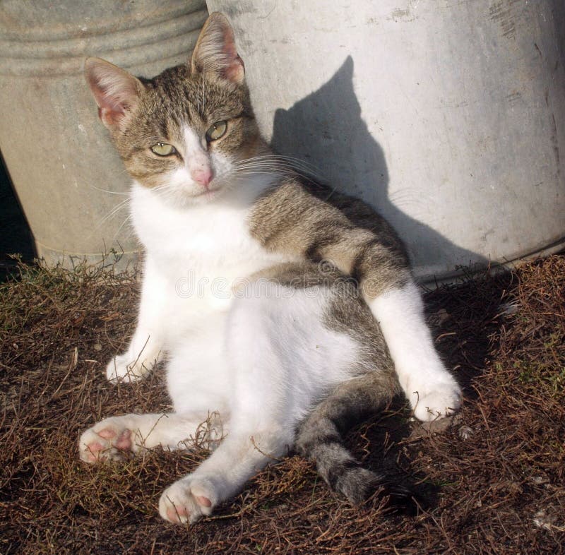 Poser cat stock image. Image of paws, tail, furry, poser - 46971657