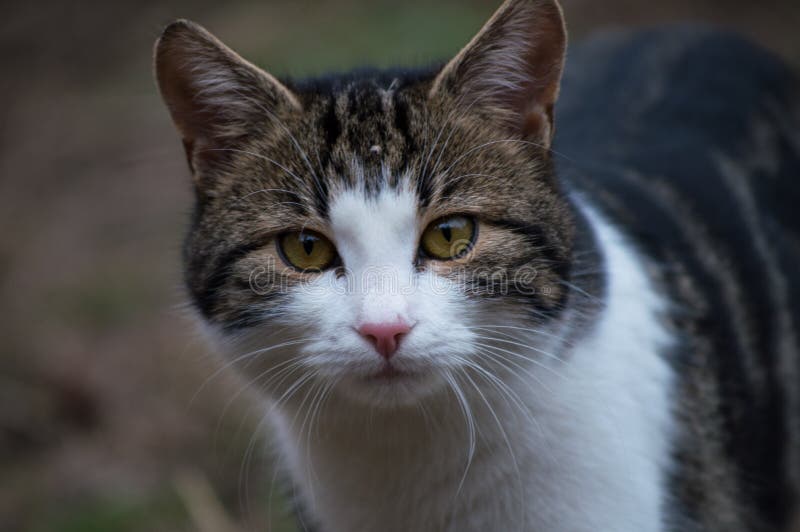 A poser stock image. Image of white, gaze, whiskers, striking - 85954235