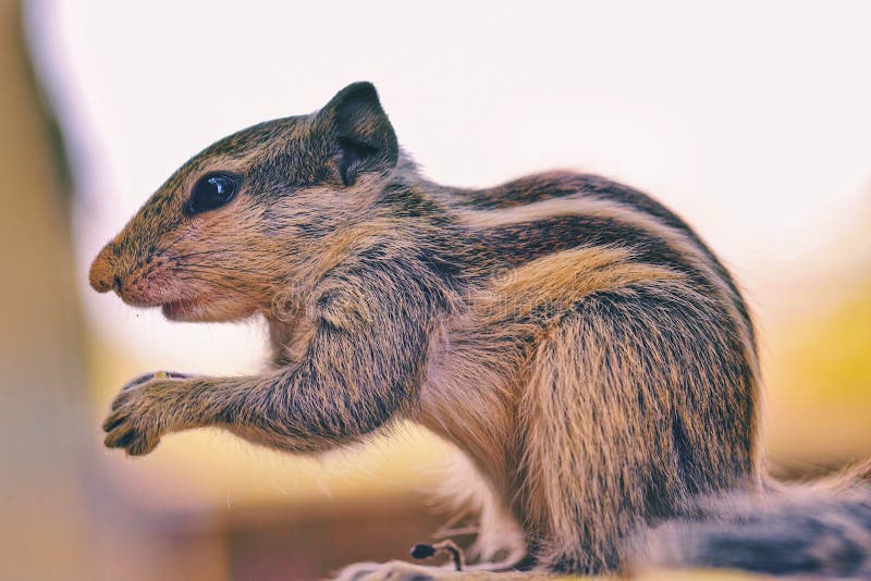 Poser Squirrel in Sitting Position Stock Photo - Image of poser, eyes ...