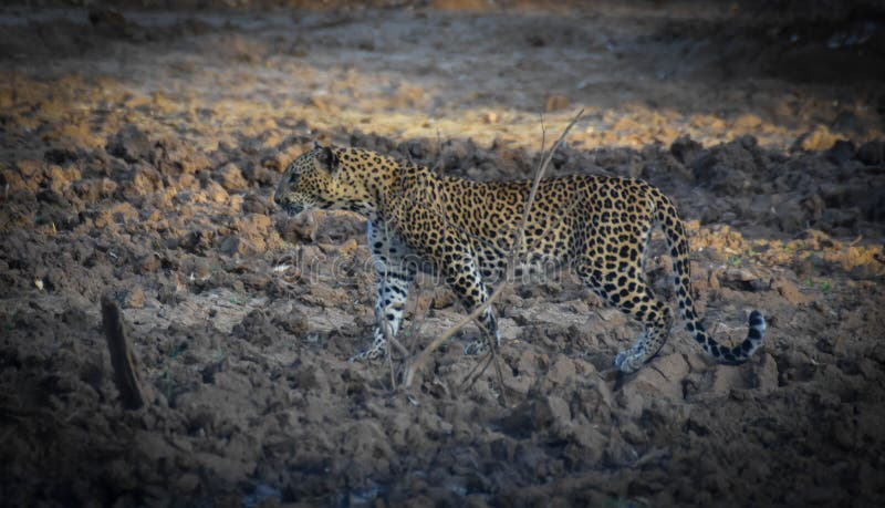 Poser in the Wild, Sri Lankan Leopard Stock Image - Image of savanna ...