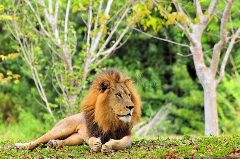 Leo lionpanthera arkivfoto. Bild av angus, anhydrous - 40613412