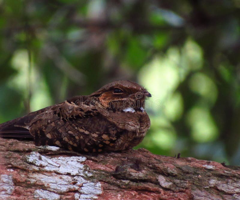 Pauraque Nightjar Bird (Nyctidromus Albicollis) Stock Image - Image of ...