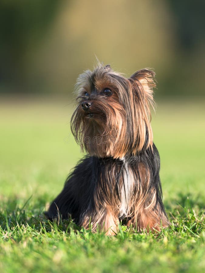 Poses Surpreendentes De Um Yorkshire Terrier Foto de Stock - Imagem de ...