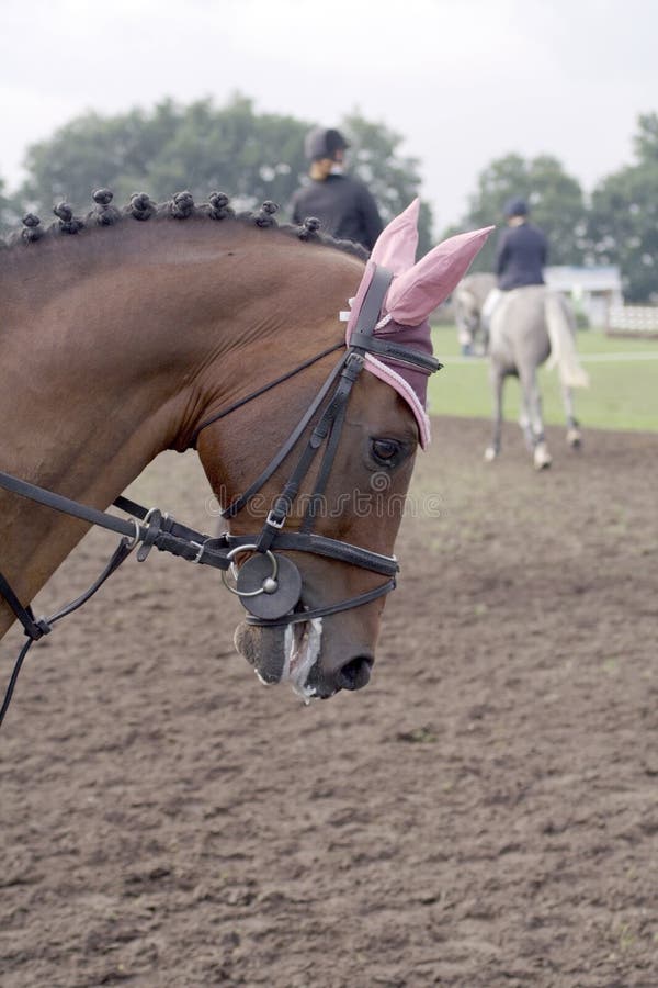 Posh horse stock image. Image of brown, sand, people, protection - 2335517