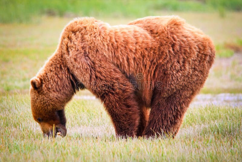Posi??o E Comer Do Urso De Alaska Brown Imagem de Stock - Imagem de ...