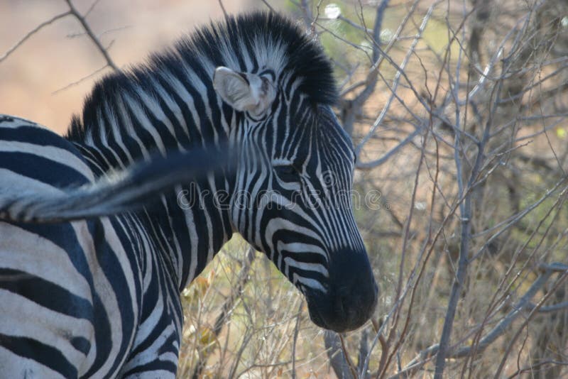 Posing African Zebra stock photo. Image of bush, animal - 12306654