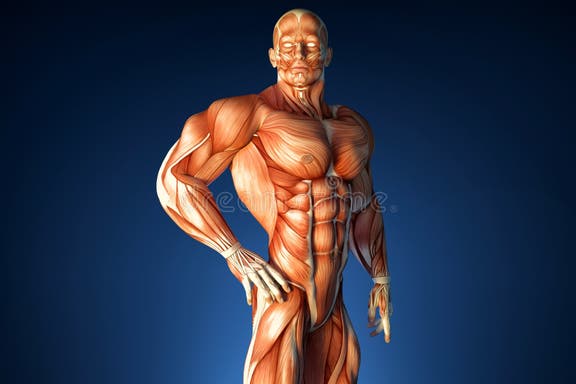 Posing Bodybuilder. Muscular System Stock Illustration - Illustration ...