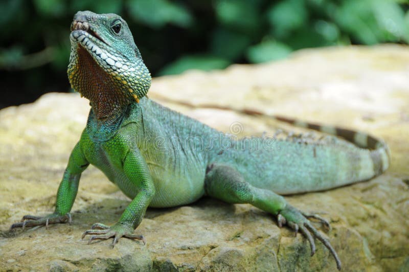 Posing Cabrite in Kew Garden, London Stock Photo - Image of princess ...