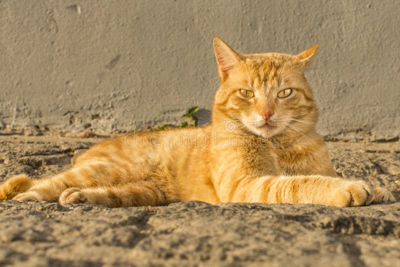 Posing Cat stock image. Image of hour, animal, outdoor - 69890991