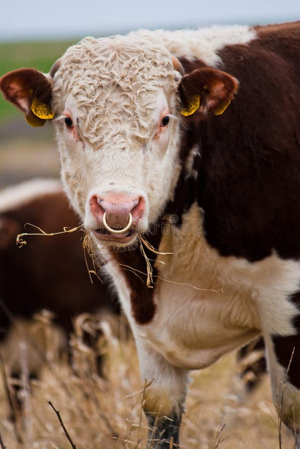 Posing cows stock photo. Image of animals, farming, agriculture - 26639908