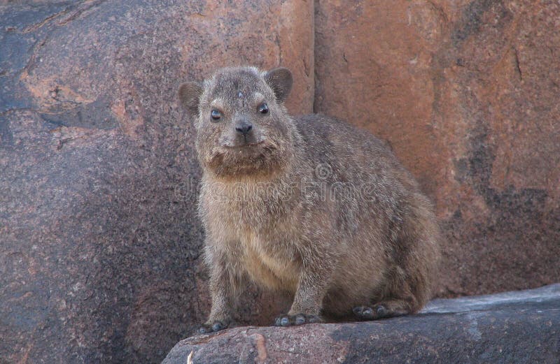 Posing Dassie stock image. Image of animal, safari, dassie - 45778467