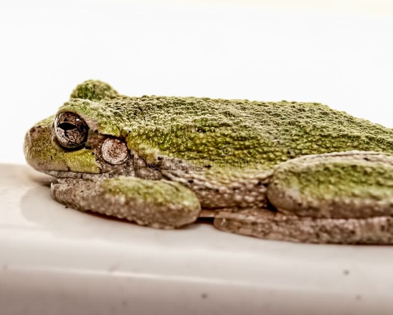 Posing Frog stock image. Image of bumpy, frog, tree, green - 31208587