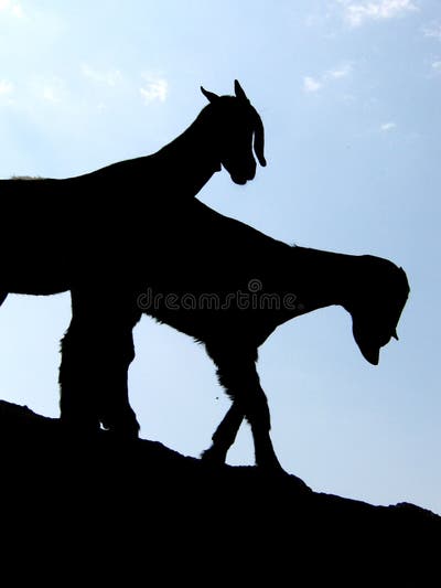 Posing Goats stock photo. Image of artistic, legs, clouds - 1626486