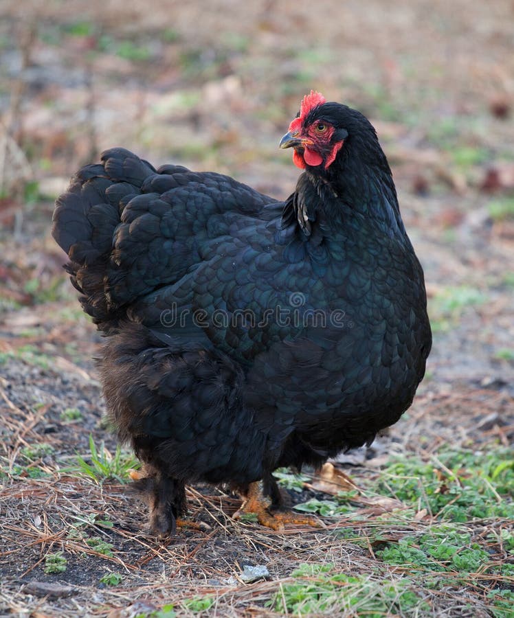 Posing hen stock photo. Image of female, eyes, poultry - 31210308