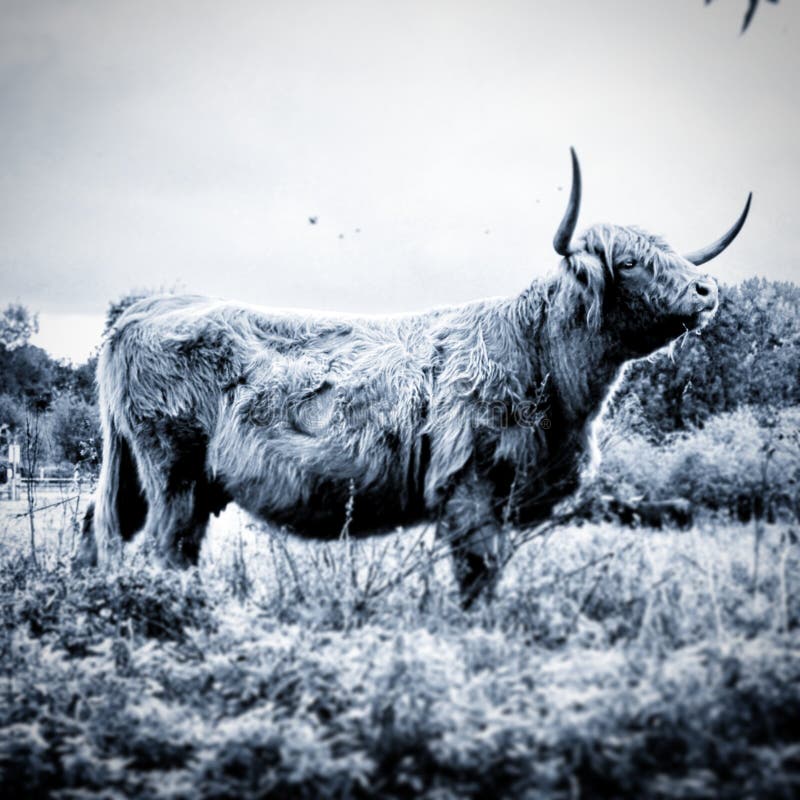 A posing high land cow stock photo. Image of animal - 222490404