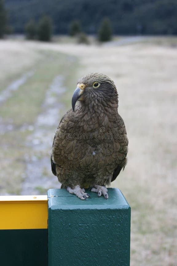 Kea Statue Lion Stock Photos - Free & Royalty-Free Stock Photos from ... Kea Statue Lion Stock Photos - Free & Royalty-Free Stock Photos from ...