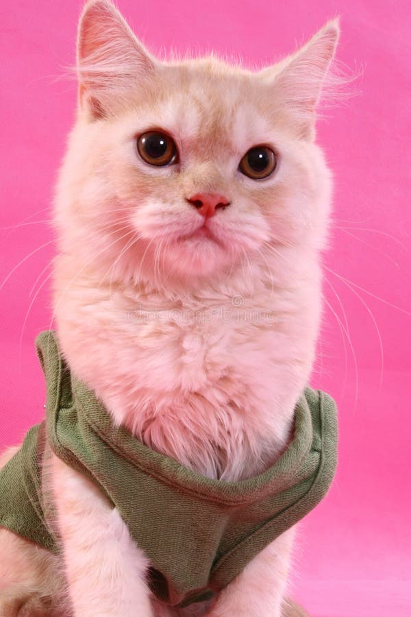 Posing cat stock image. Image of green, pose, furry, lying - 791029