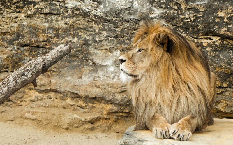 Posing lion stock photo. Image of male, whiskers, wildlife - 61574980