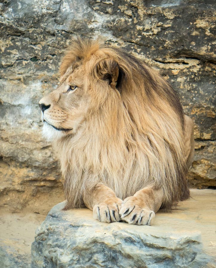 Posing lion stock image. Image of fauna, posing, lion - 61575005