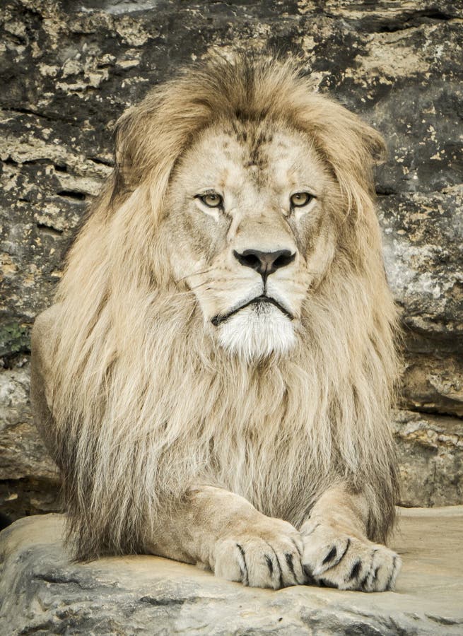 Posing lion stock image. Image of mane, male, wild, posing - 61574961