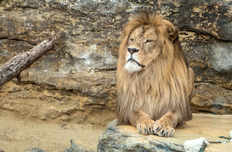 Posing lion stock photo. Image of male, wild, slovakia - 61575048