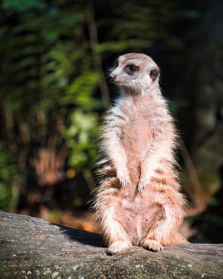 Marakeet Stock Photos - Free & Royalty-Free Stock Photos from Dreamstime