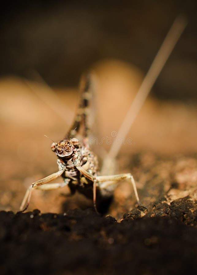 Posing May Fly stock image. Image of closeup, eyes, crawly - 24855745
