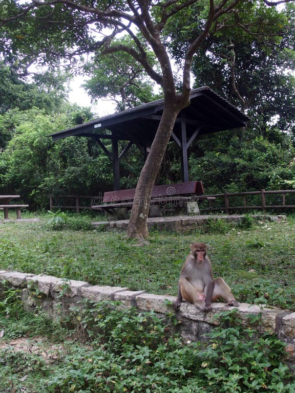 Posing Monkey stock photo. Image of posing, cute, mammal - 40723064