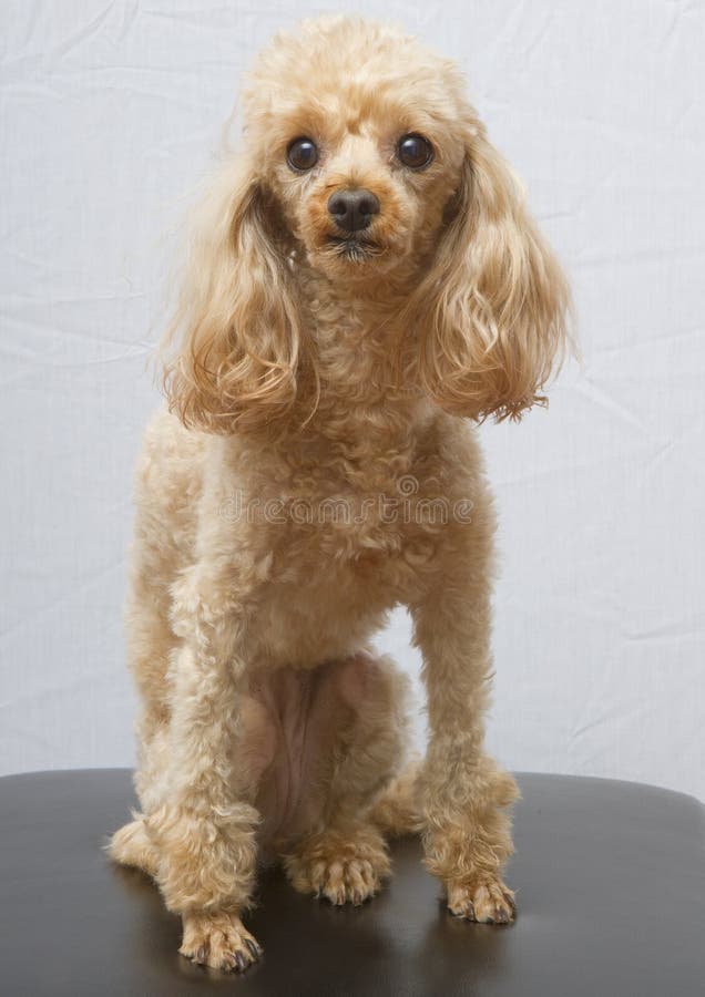Posing Poodle stock image. Image of cute, sitting, obedience - 26653289