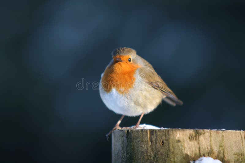 Posing Robin stock photo. Image of devon, european, bird - 8559938