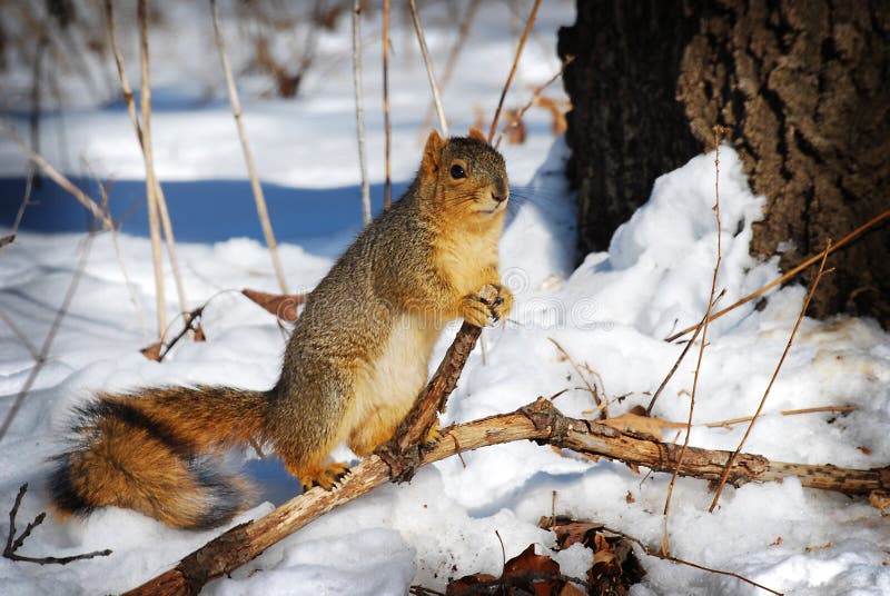 Posing Squirrel Standing at Attention. Stock Photo - Image of posing ...