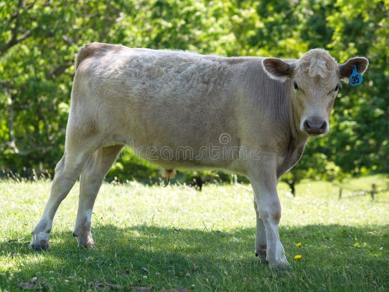 Posing Teen Cow stock image. Image of flower, hamburger - 863529