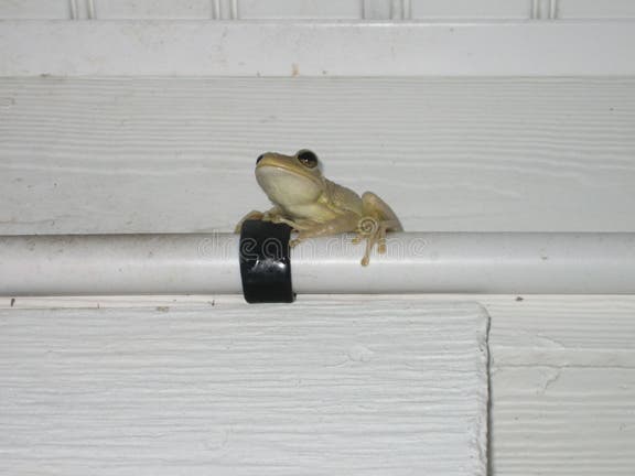 Posing Tree Frog on White Plastic Pipe Stock Photo - Image of closeup ...