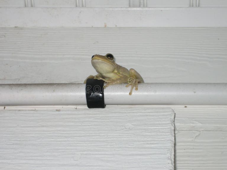 Posing Tree Frog on White Plastic Pipe Stock Photo - Image of closeup ...
