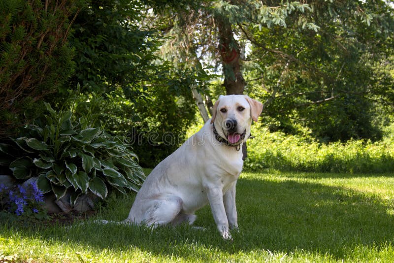Posing Yellow Labrador Retriever in Garden Stock Photo - Image of light ...