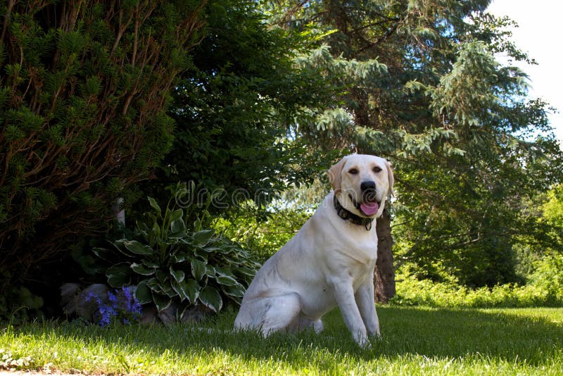 Posing Yellow Labrador Retriever in Garden Stock Image - Image of ...
