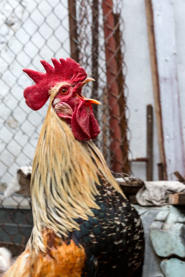 Position De Coq De Volaille Et Cris Image stock - Image du cockerel ...