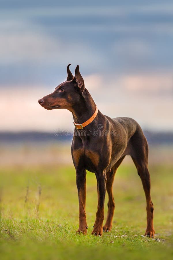 Course De Pinscher De Dobermann De Brown Image stock - Image du vert ...