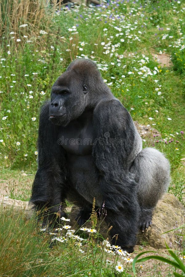 Position De Gorille De Silverback Photo stock - Image du regarder ...